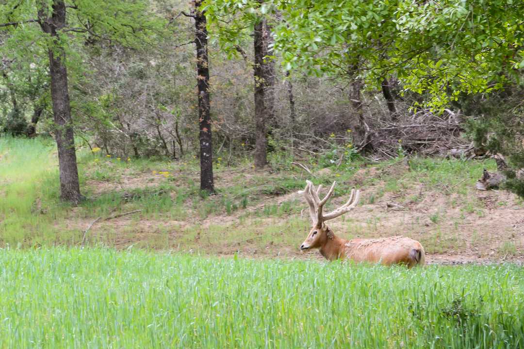 Beaver Creek Ranch Hunt | Beaver Creek Properties