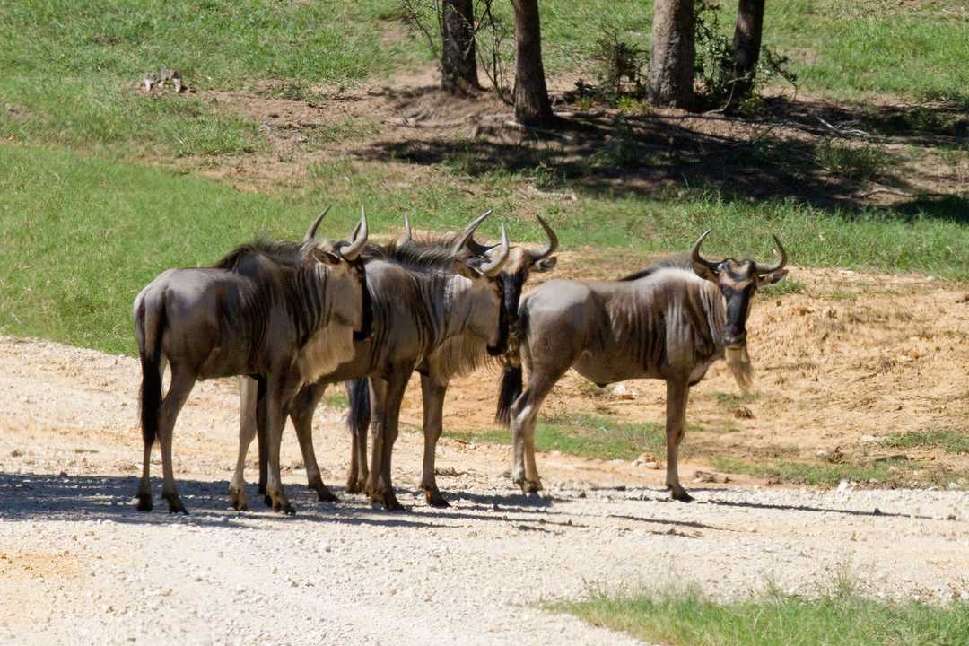 Beaver Creek Ranch Hunt | Beaver Creek Properties