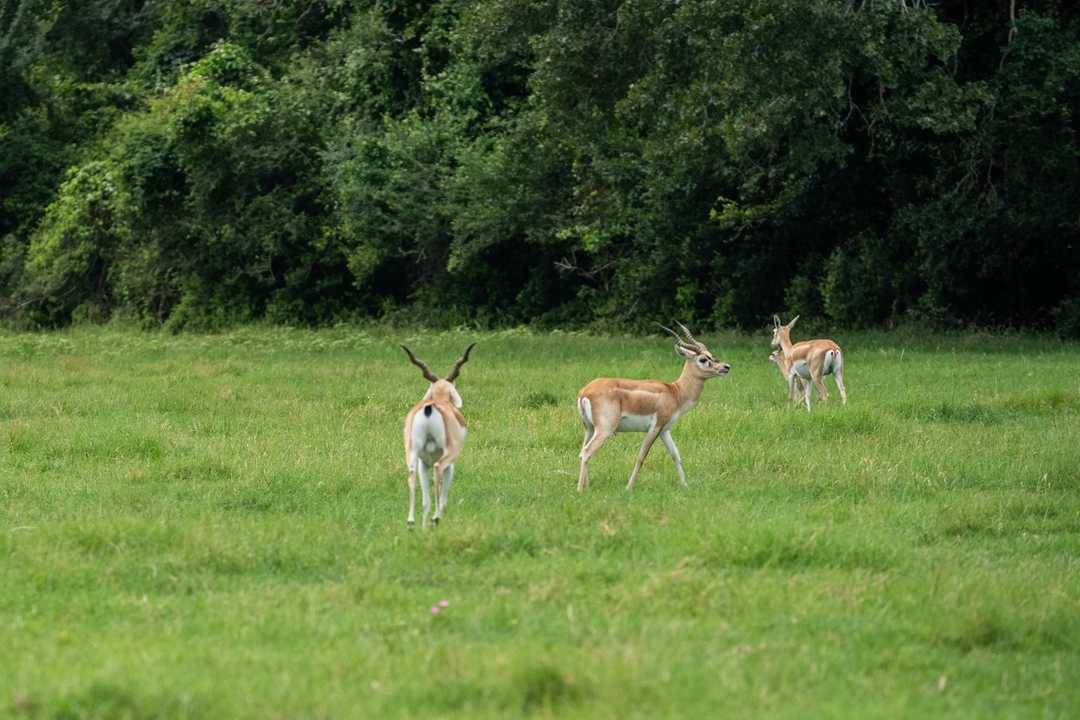 Beaver Creek Ranch Hunt | Beaver Creek Properties