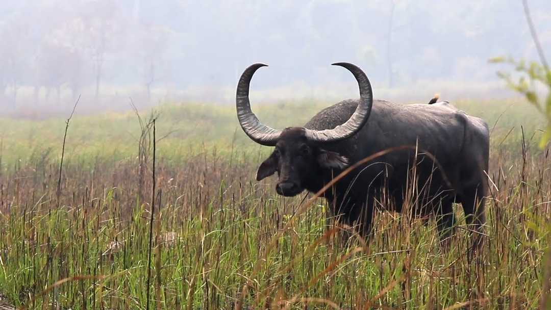 Beaver Creek Ranch Hunt | Beaver Creek Properties